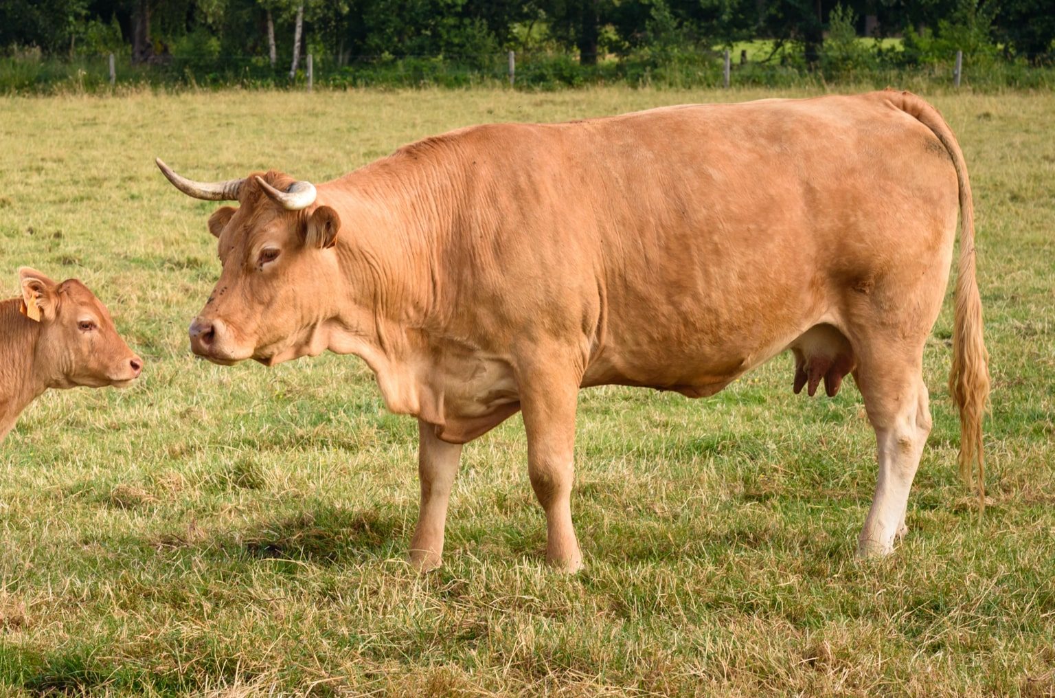 Meat Boutique | Rassen