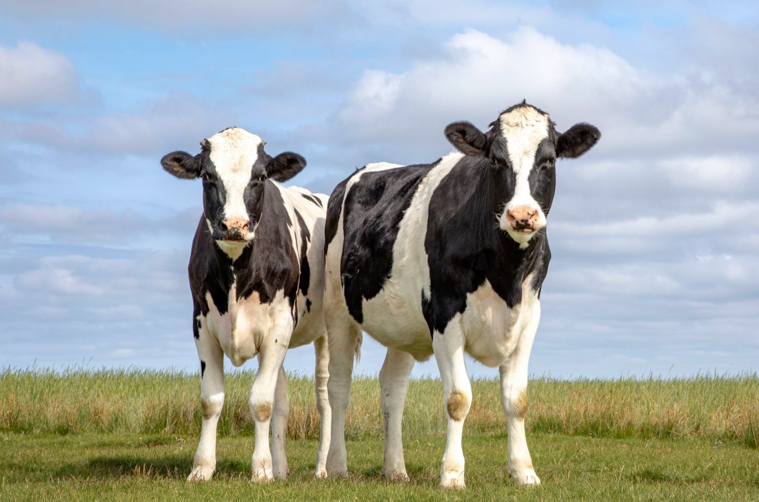 Meat Boutique | Rassen